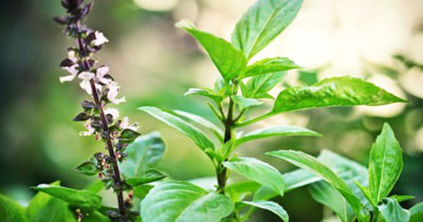 3 steam inhalation mixtures to relieve nasal congestion and sore throat.