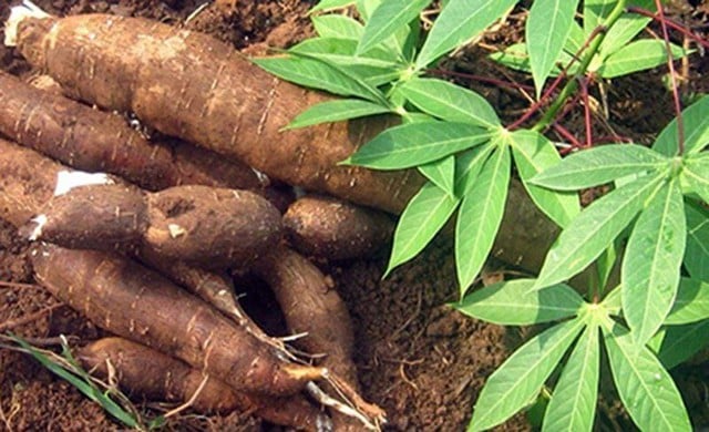 ¿Qué verduras deben evitar las personas con cálculos renales para ...