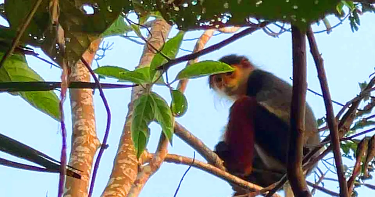Seven-colored langurs appear in people's gardens.