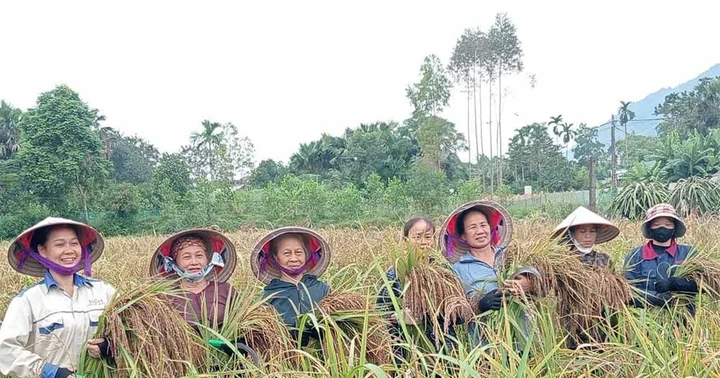 Lúa nếp Đìn Vằn giữ hồn đất, nuôi sinh kế