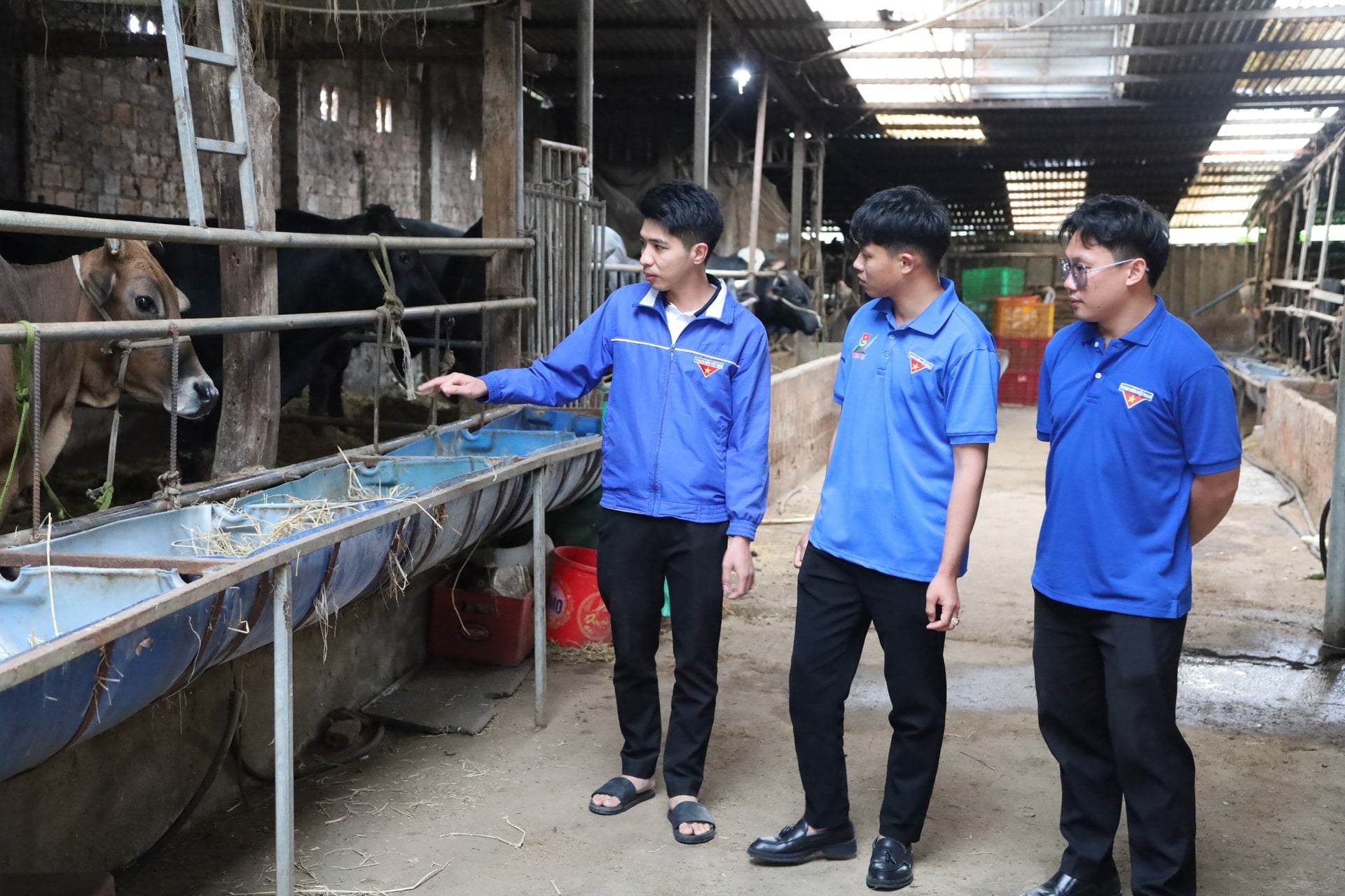 Organic cattle farming model: Where knowledge creates sustainable value.