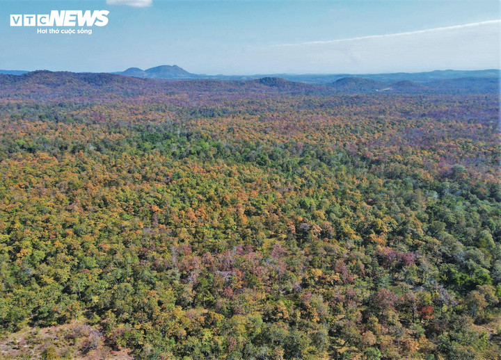 The unique colors of Vietnam's largest dipterocarp forest during the ...