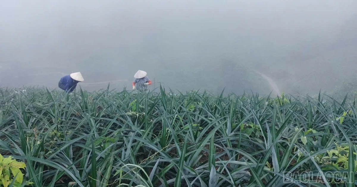 Expand specialized farming areas and increase land utilization efficiency.
