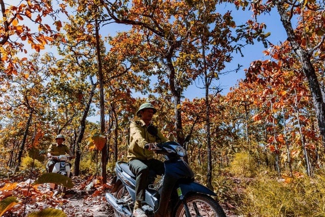 Yok Don National Park: Admire Vietnam's largest dipterocarp forest ...