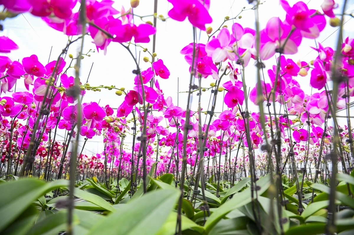 A high-tech orchid garden with over 30,000 plants ready for Tet (Lunar ...