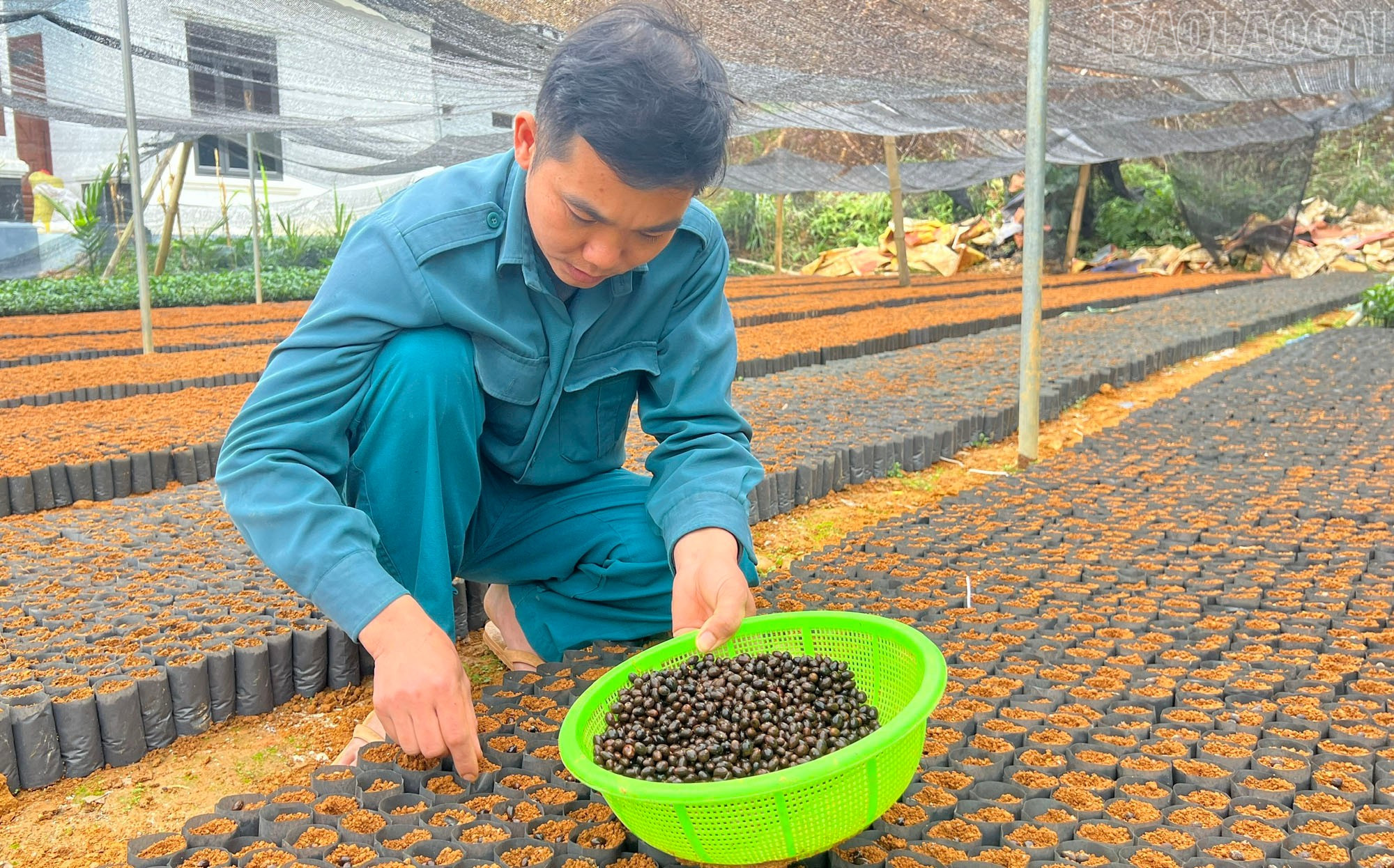 Over 81 million seedlings are being prepared for reforestation.