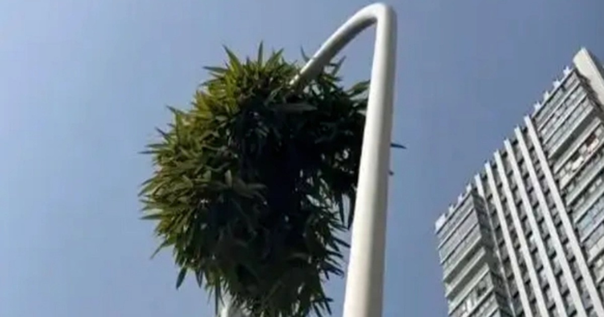 In China wächst Bambus durch einen 6 Meter hohen Laternenpfahl und ...