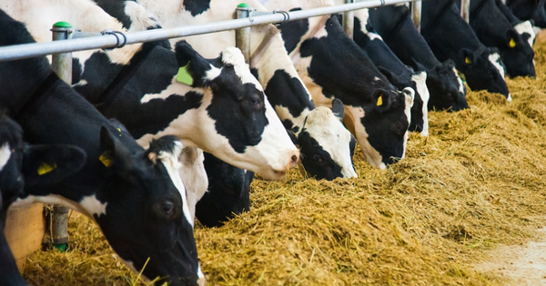 Conditions under which genetically modified organisms are used as food ...