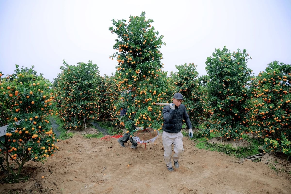 The Binh Khe flower region is ready to bring the colors of spring to ...
