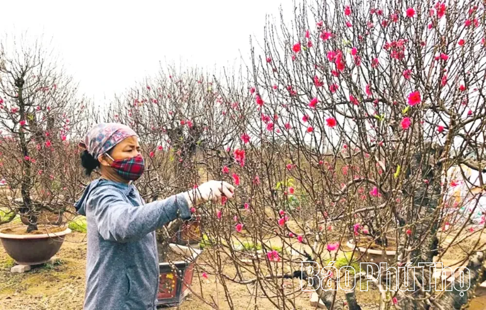 Desa bunga Phuong Vien di musim perayaan Tet (Tahun Baru Imlek)