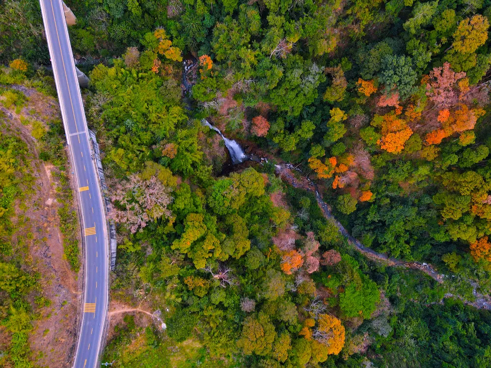 The natural forest changes color as its leaves turn the Mang Den pass.