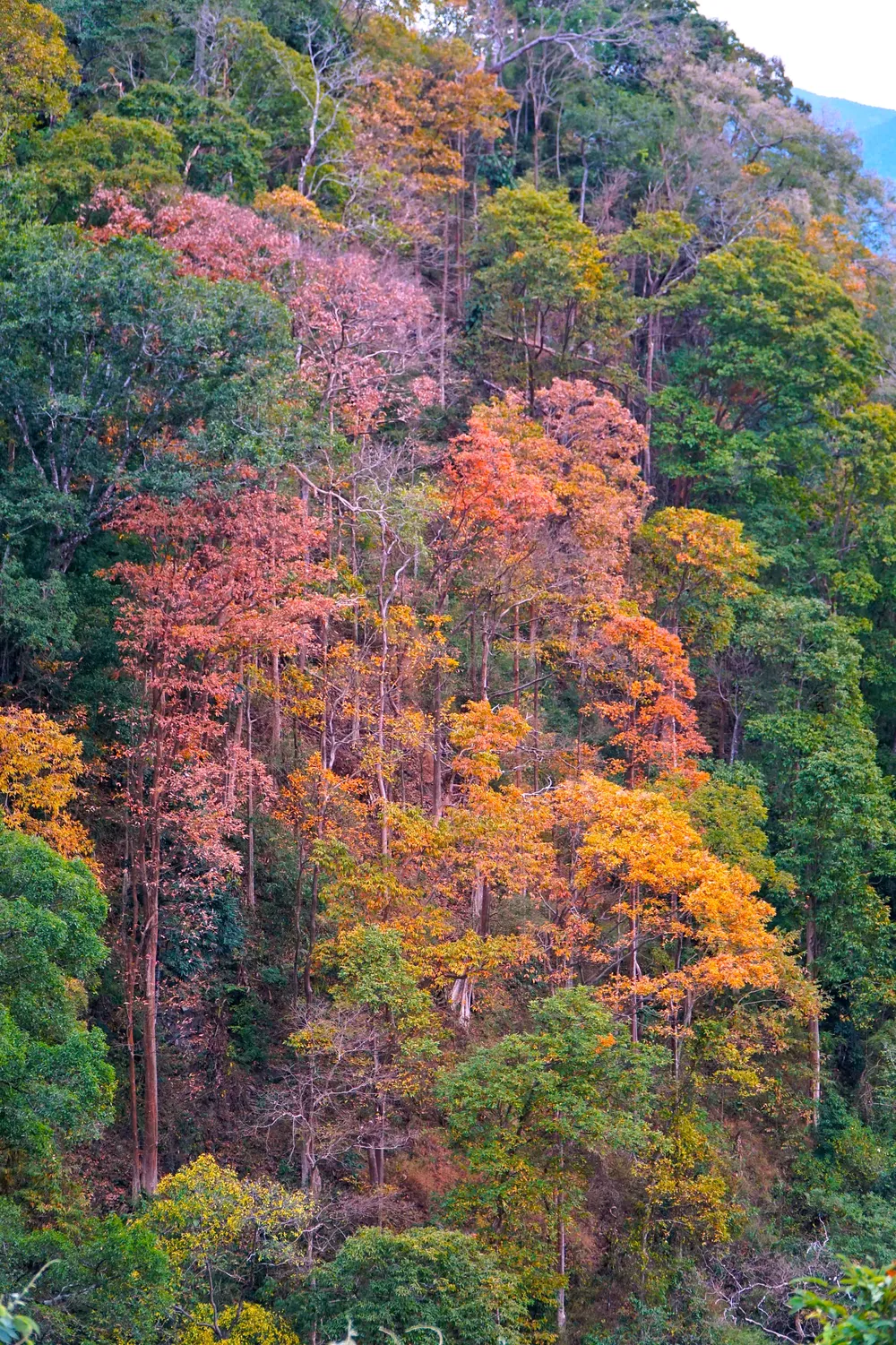 The natural forest changes color as its leaves turn the Mang Den pass.
