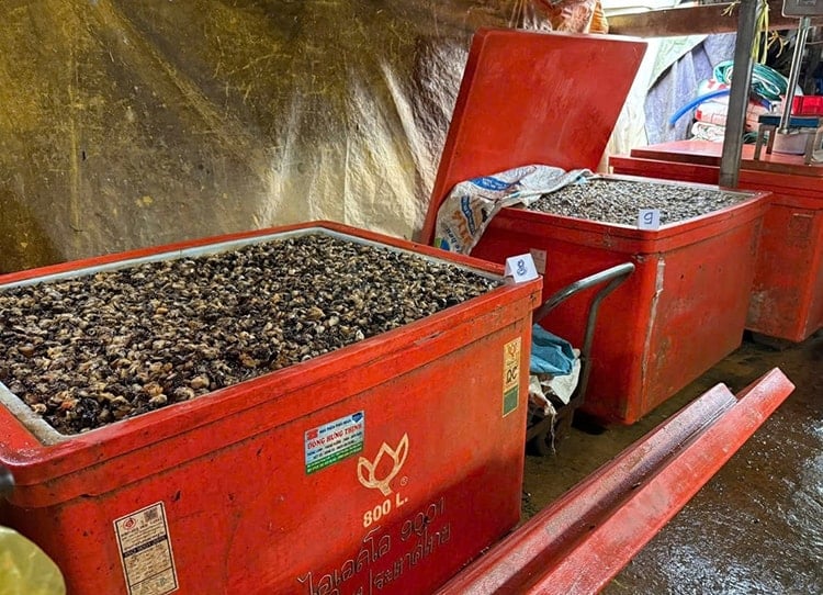 How dangerous is it to eat snails containing 'liquid glass'?