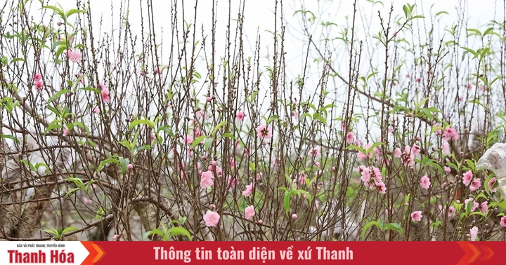 Sẵn sàng cho hội chợ Hoa đào - Hoa cây cảnh xuân Bính Ngọ xã Hợp Tiến