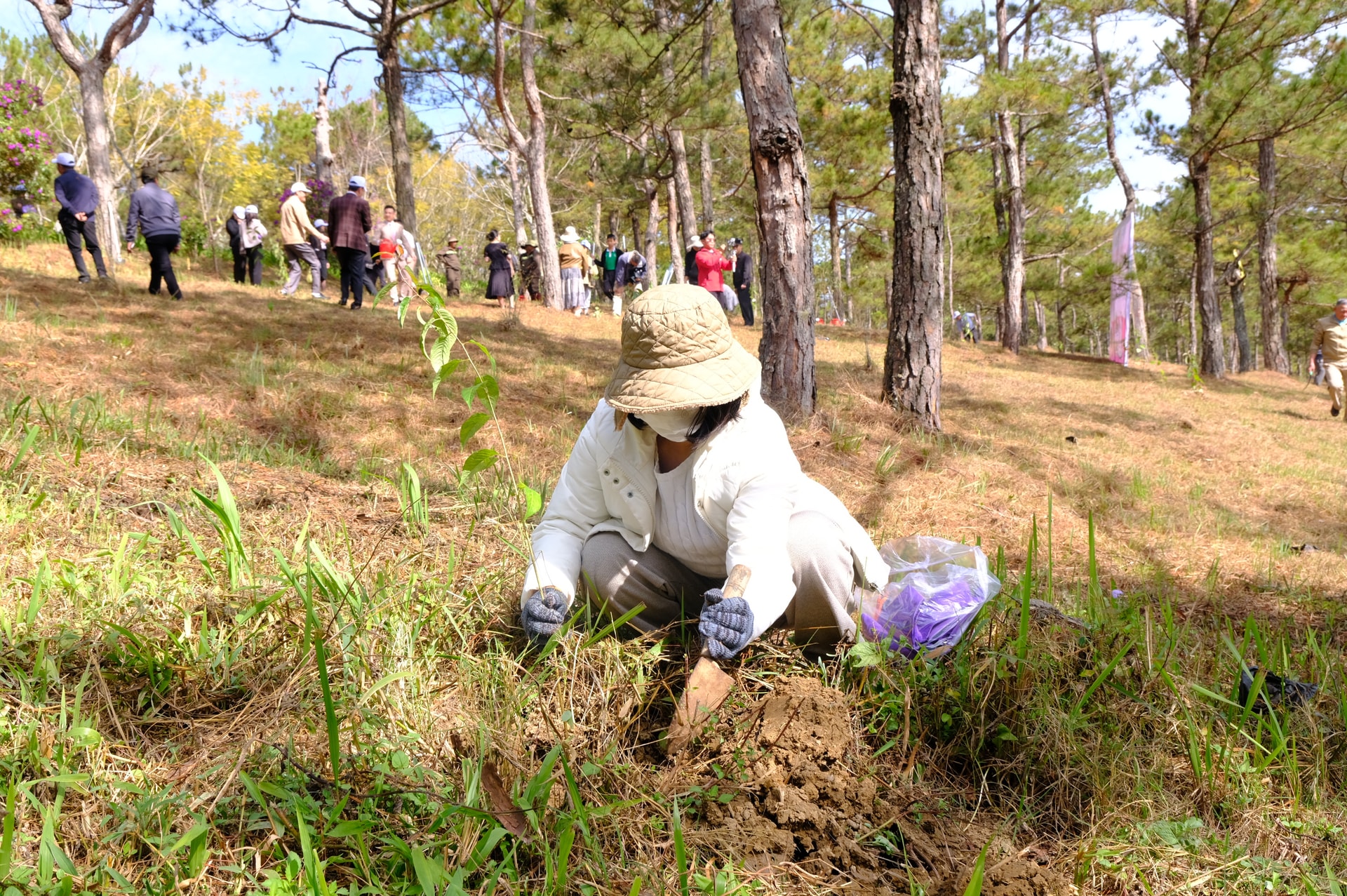 ラムヴィエン区 - ダラットは、2026年ダラット桜祭りに参加します。