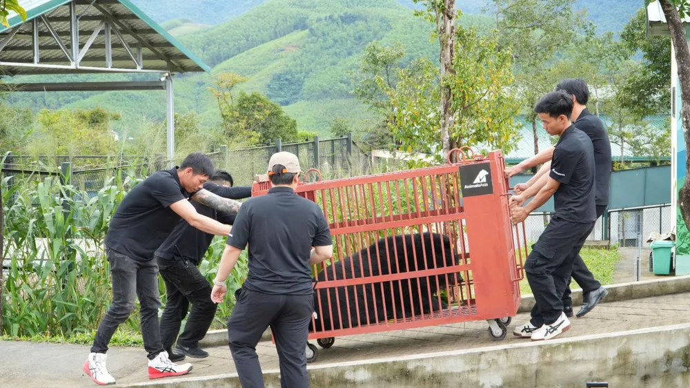 Misa, a 120kg sun bear, was rescued from a business.