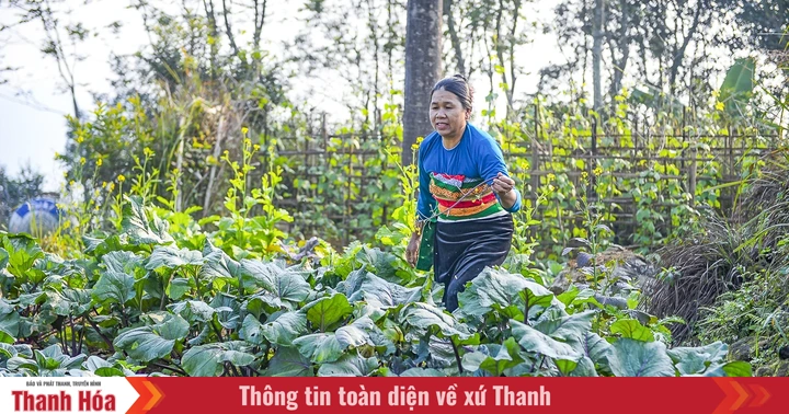 Sicheres Gemüse in Pù Luông – eine kleine Existenzgrundlage inmitten ...