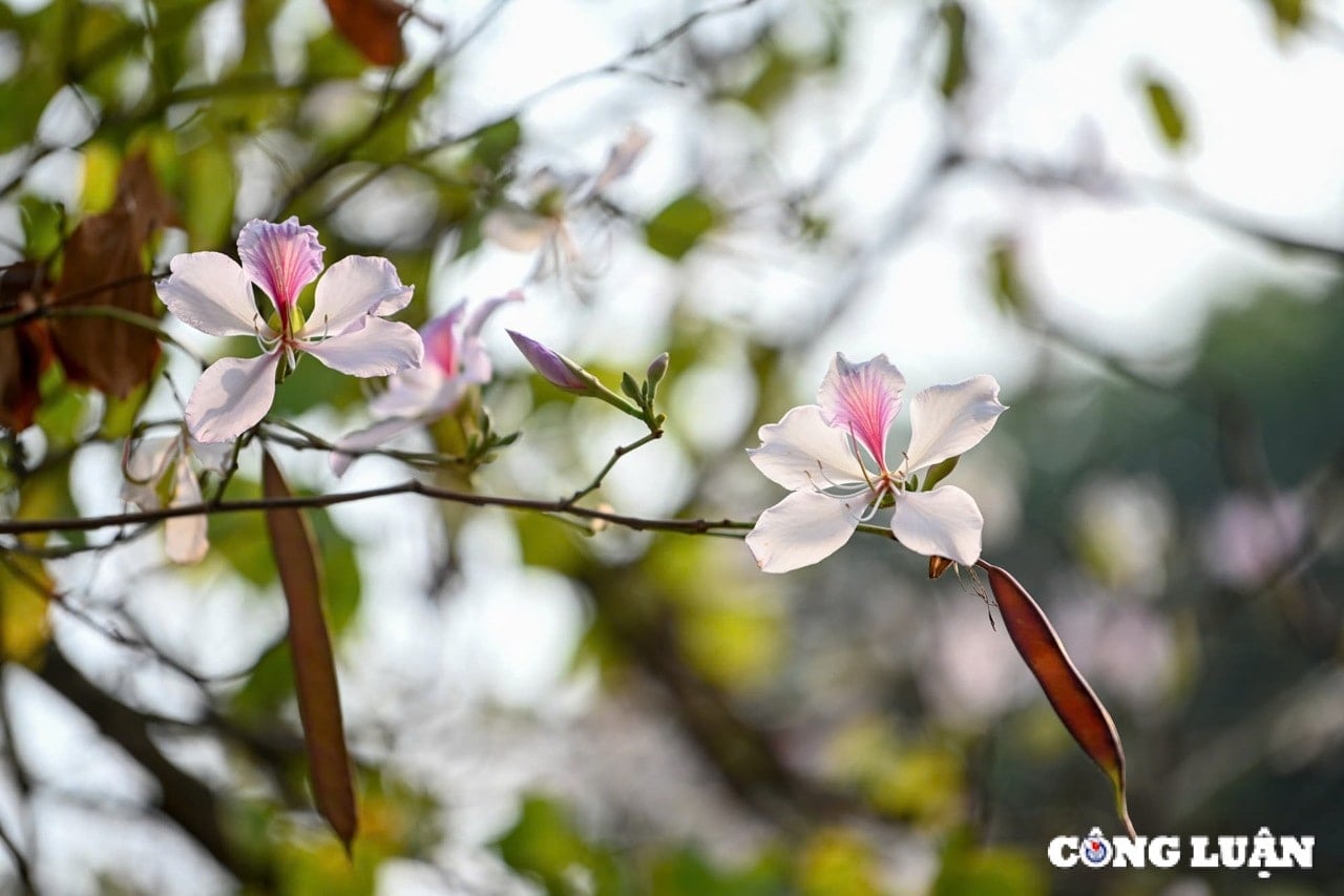 Dien Bien Province expands the scale of the 2026 Ban Flower Festival.