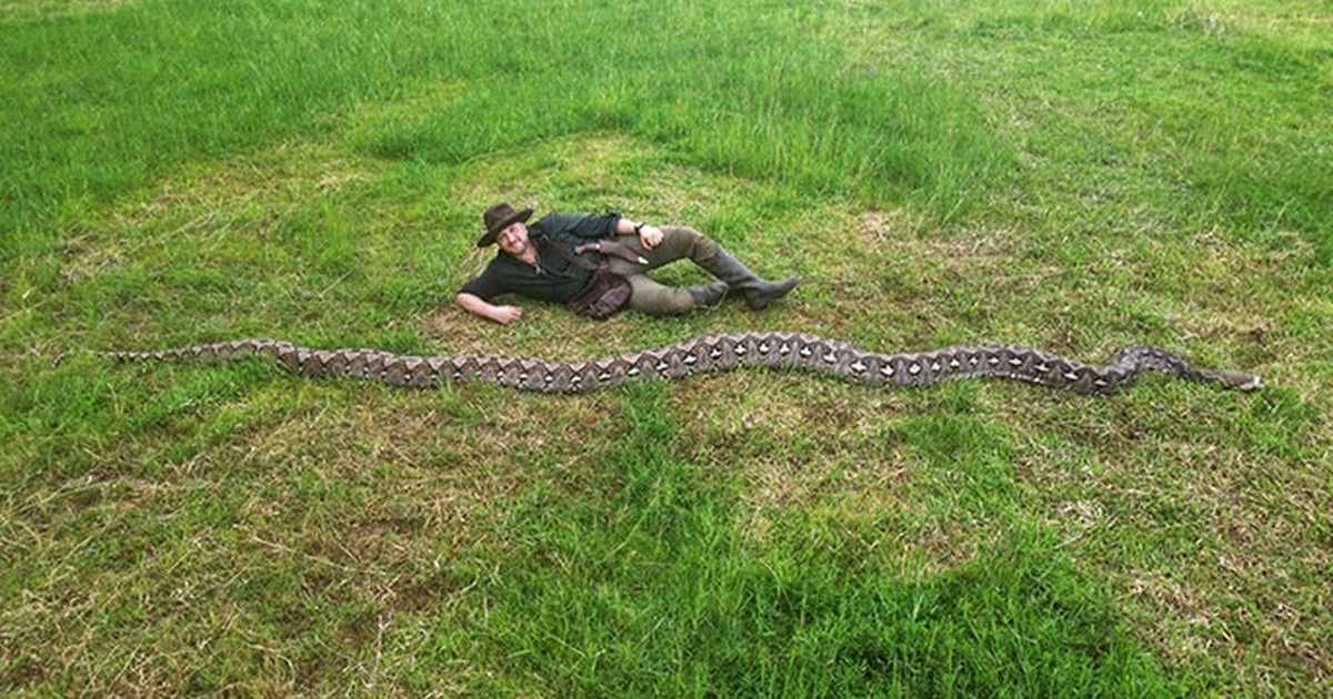 Die enorme Größe der wilden Python stellt einen Rekord für die längste ...
