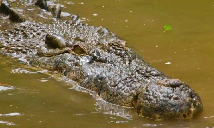 Saltwater crocodiles once had a much wider range than initially thought.