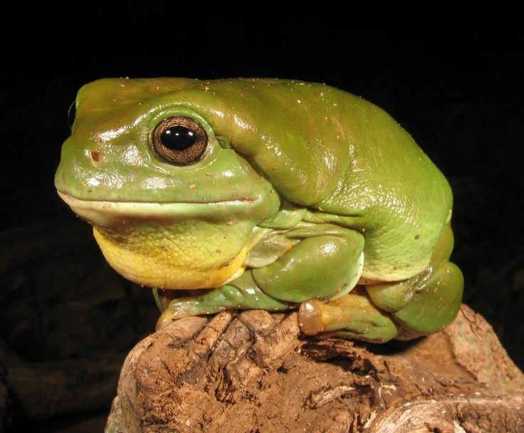Katak Hijau Australia: amfibi besar yang warnanya berubah tergantung ...