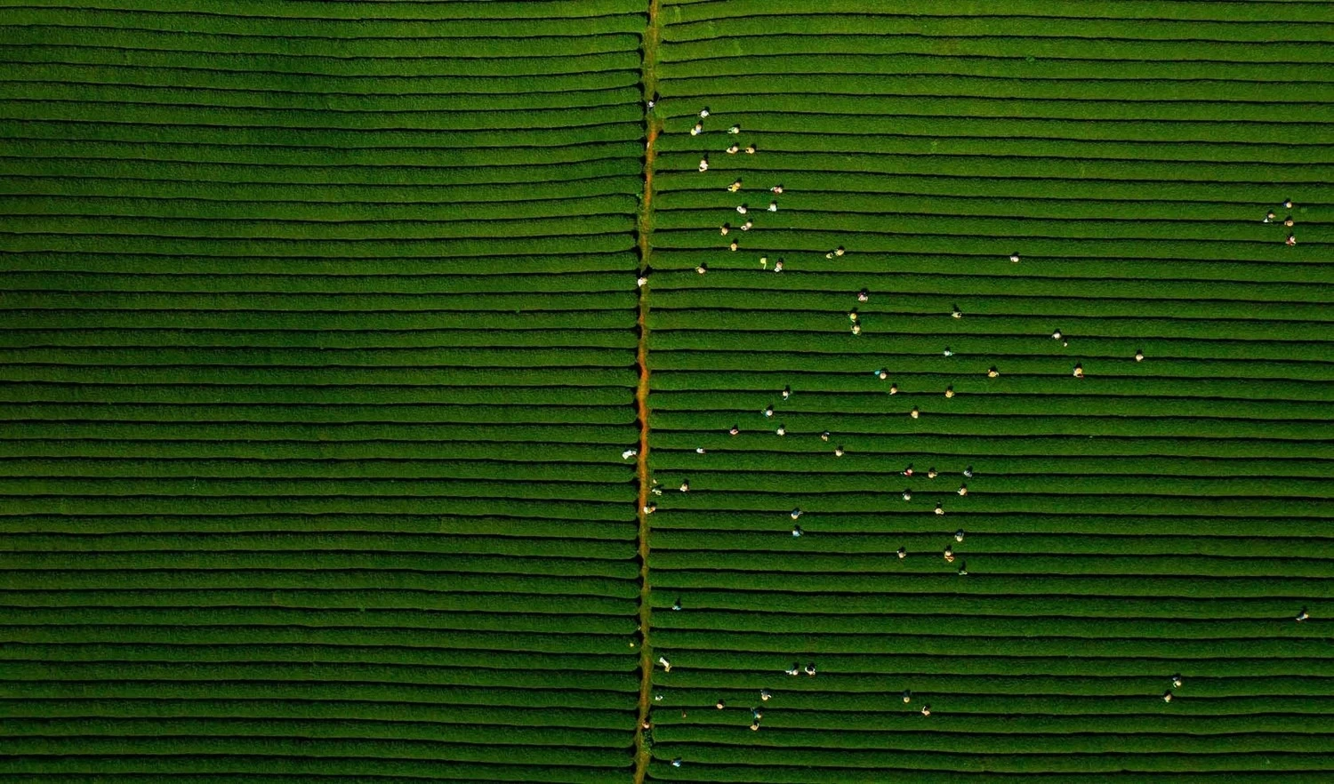 Encantada com as colinas de chá de Moc Chau na primavera.