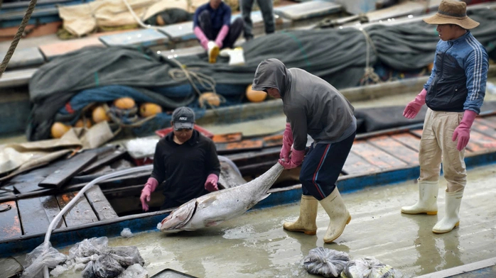 Fishing trip during Tet holiday, overflowing with fish and shrimp.