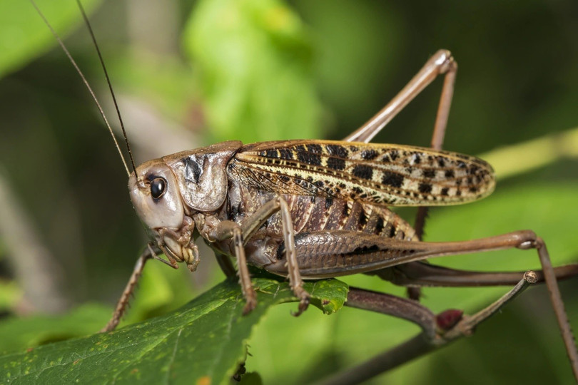 Locusts appear like an apocalypse in the Sahara Desert.
