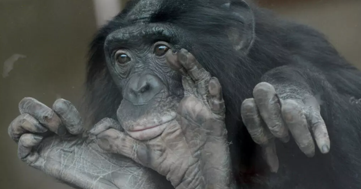 Shocking: The seemingly 'gentle' bonobo turns out to be very aggressive ...