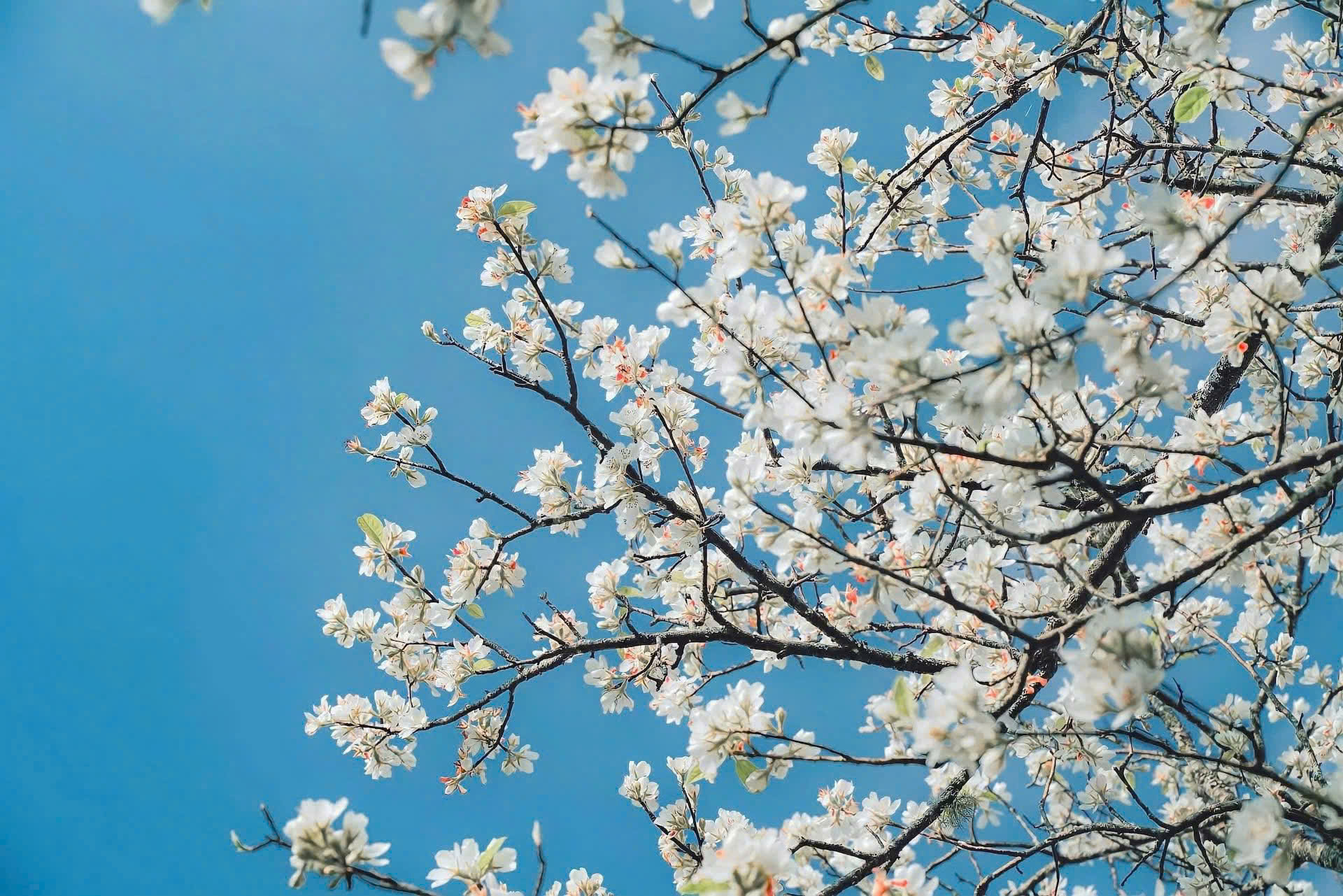 Visând la florile de păducel din cel mai înalt sat H'Mông din Vietnam.