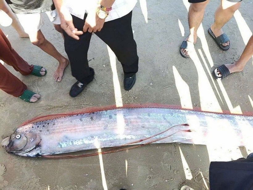 Giant oarfish found washed ashore on Lam Dong province.