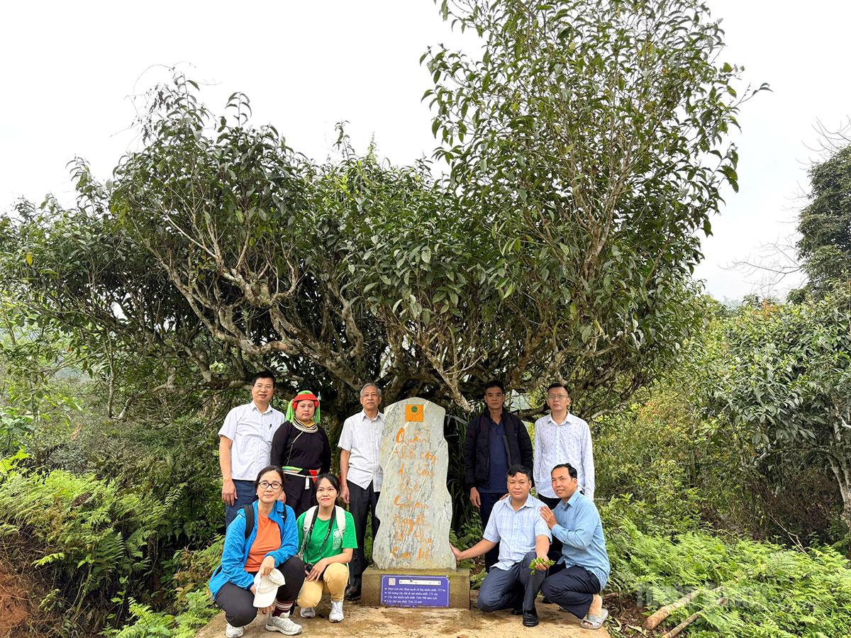 Evaluating the effectiveness of the Shan Tuyet tea conservation project ...