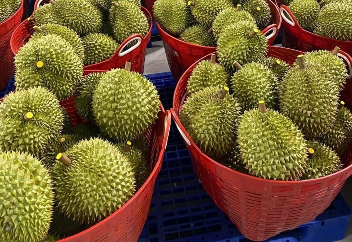 Harga durian hari ini, 2 April 2026: Stabil, varietas RI6 mulai dari 52 ...