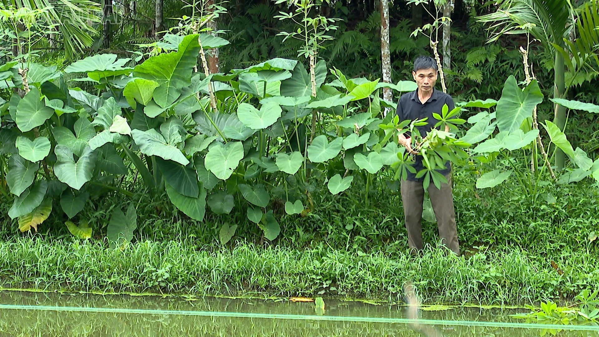 The effectiveness of the commercial snail farming model in Bao Ai commune.