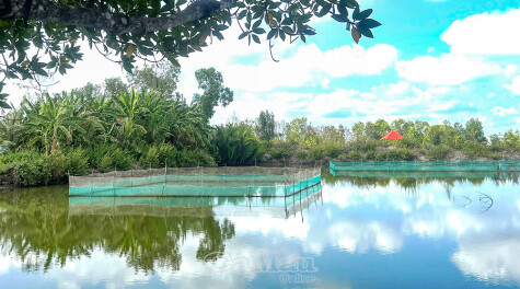 Hướng đi mới ở vùng vuông tôm