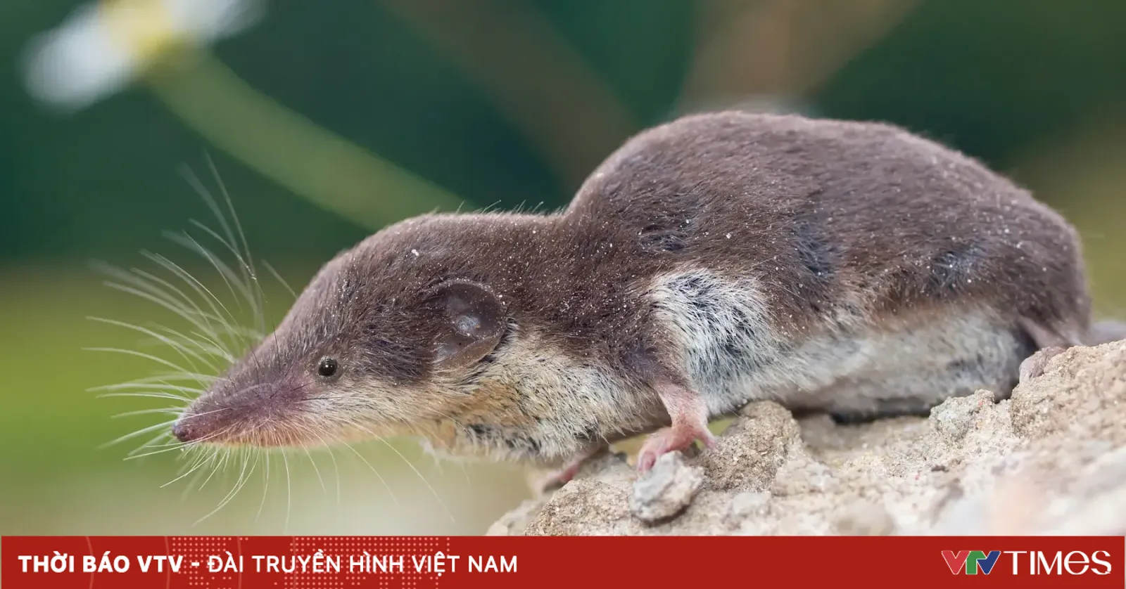 Germany reports a rare and particularly dangerous virus transmitted ...