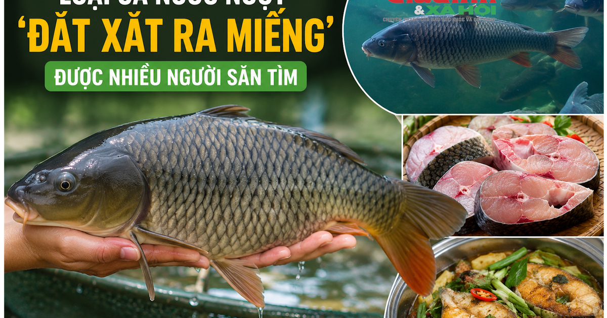 Loại cá nước ngọt ‘đắt xắt ra miếng’ được nhiều người săn tìm