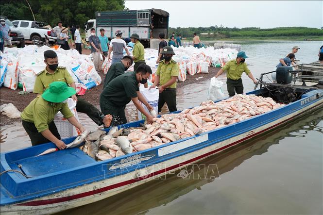Plus de 100 tonnes de poissons sont mortes dans le lac Tri An.