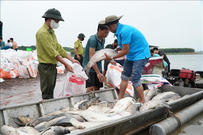 Plus de 100 tonnes de poissons sont mortes dans le lac Tri An.