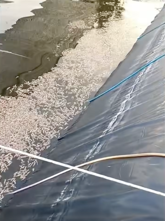 50,000 shrimp died en masse; pond owner discovers strange object at the ...