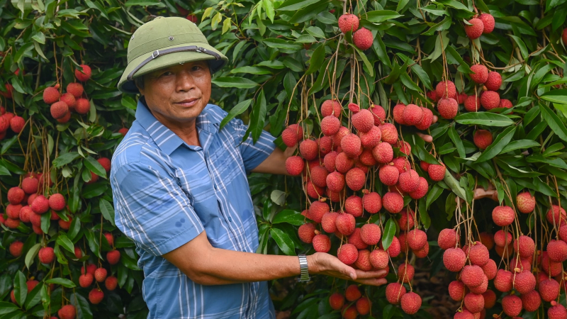 Lychee crop is booming, selling at a record high of 300,000 VND/kg.