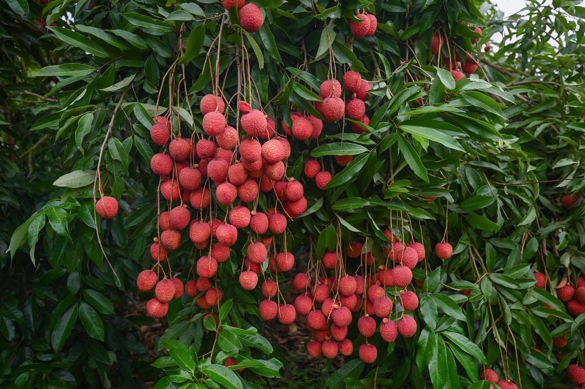 Lychee crop is booming, selling at a record high of 300,000 VND/kg.