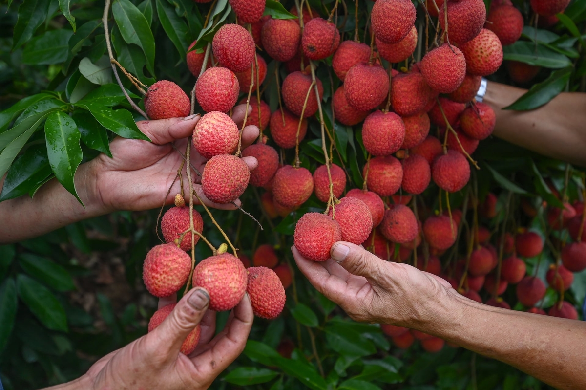 Lychee crop is booming, selling at a record high of 300,000 VND/kg.