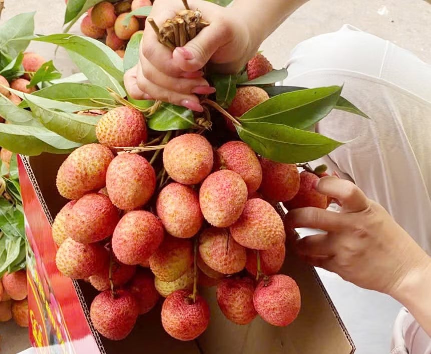 Unprecedented: Lychees at the orchard for 300,000 VND/kg.