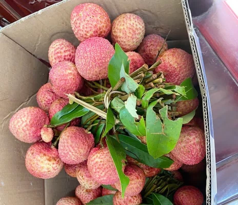 Unprecedented: Lychees at the orchard for 300,000 VND/kg.