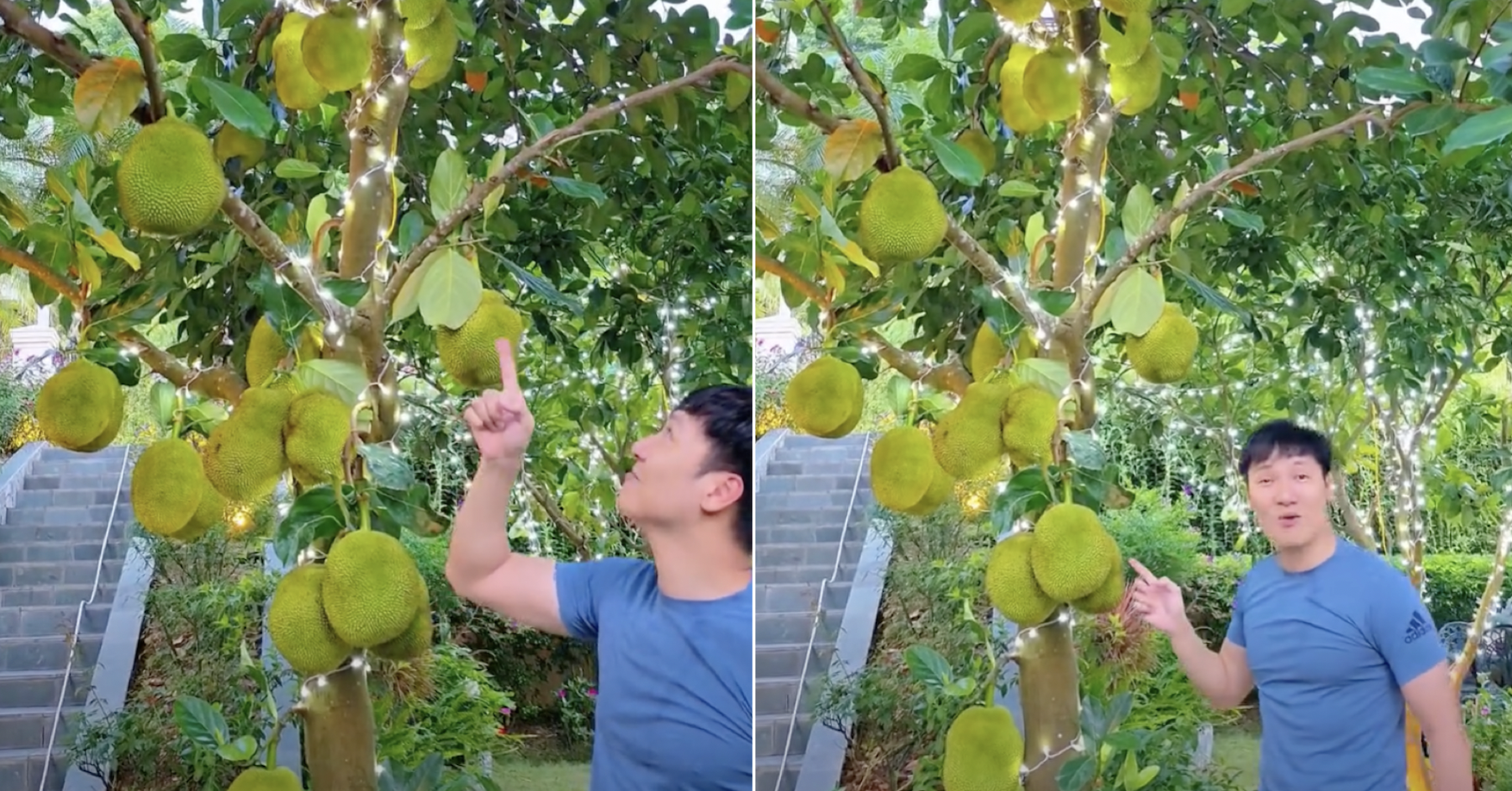 Mạnh Trường khoe cây mít trĩu quả trong biệt thự nhà vườn, con trai ...