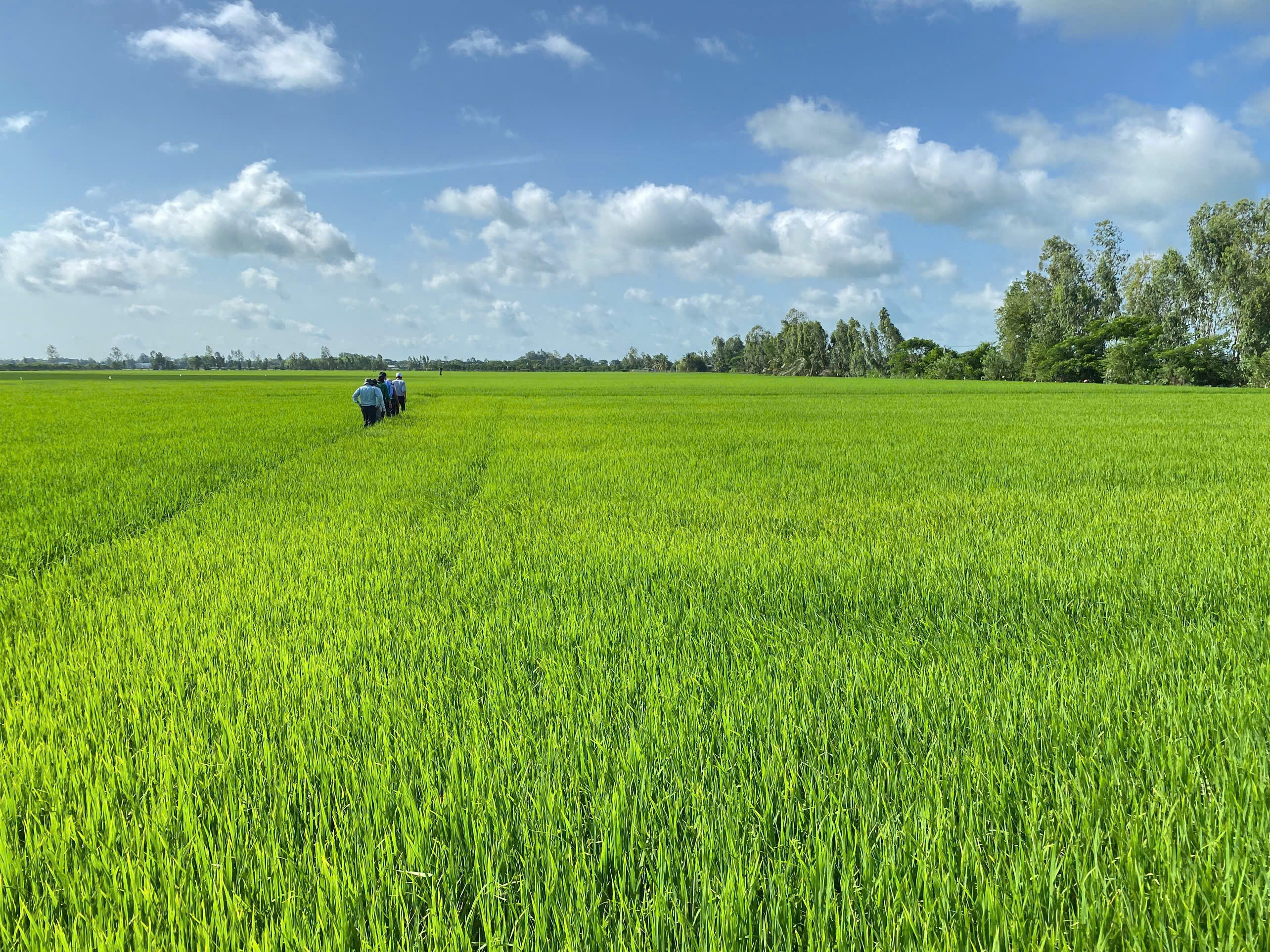 Produk pertanian Vietnam: Unggul di dunia dalam hal volume produksi ...