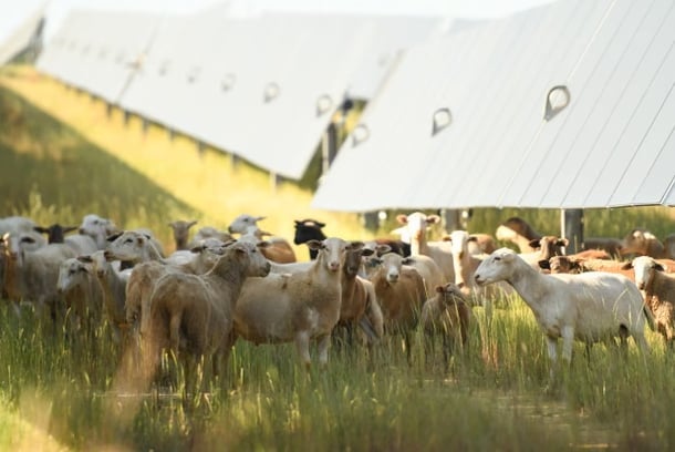 New House bill threatens agricultural solar power model
