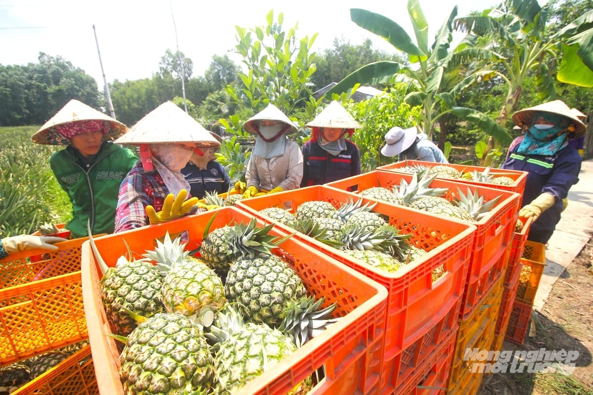 Doanh nghiệp Hàn Quốc chọn Cần Thơ đầu tư nhà máy chế biến nông, thủy sản