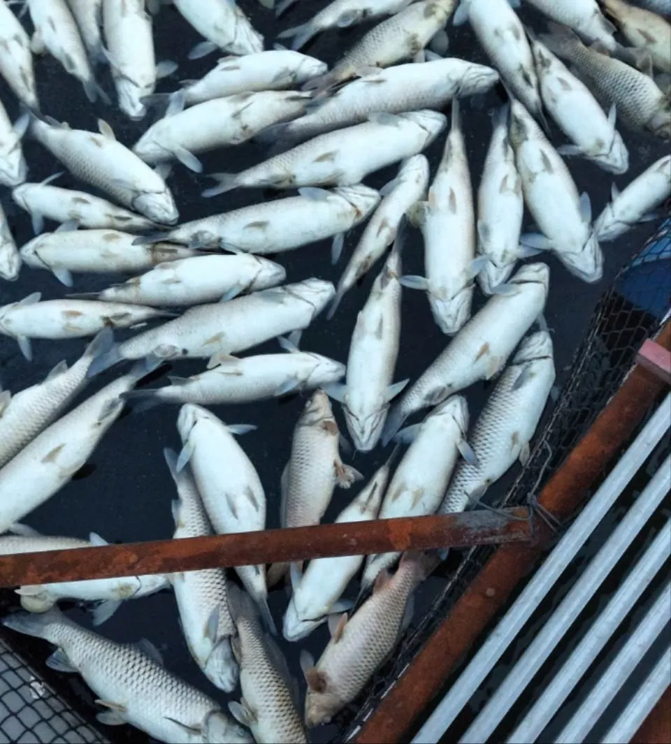 Fish die in droves, leaving locals penniless.